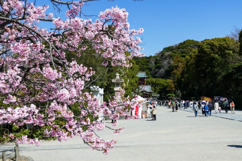 Hanami – Erlebe die Kirschblüte in Japan