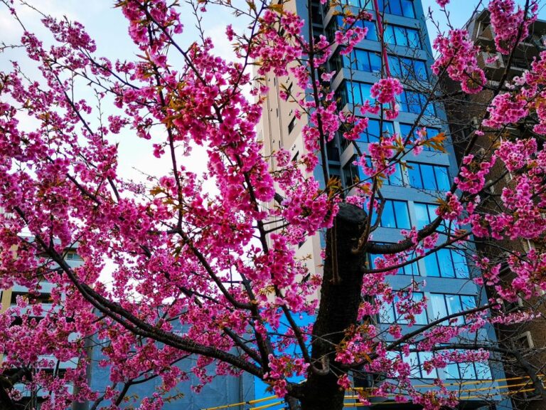Hanami – Erlebe die Kirschblüte in Japan