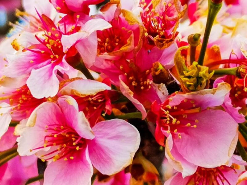 Hanami – Erlebe die Kirschblüte in Japan