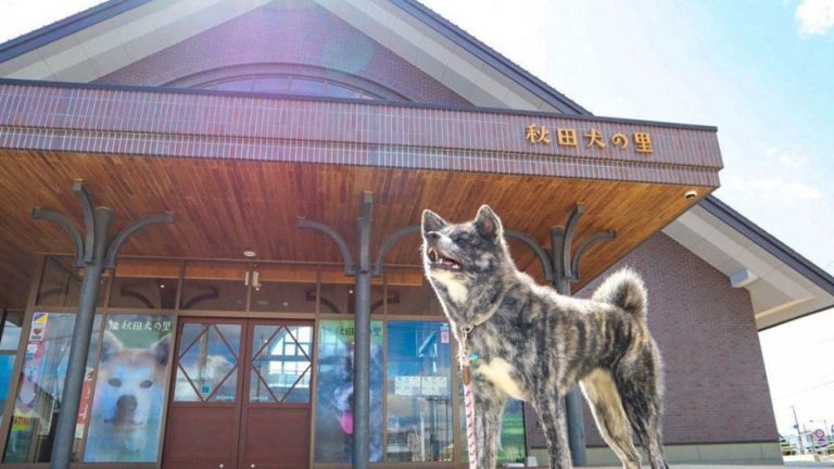 Hachiko - auf der Suche nach dem treusten Hund Japans
